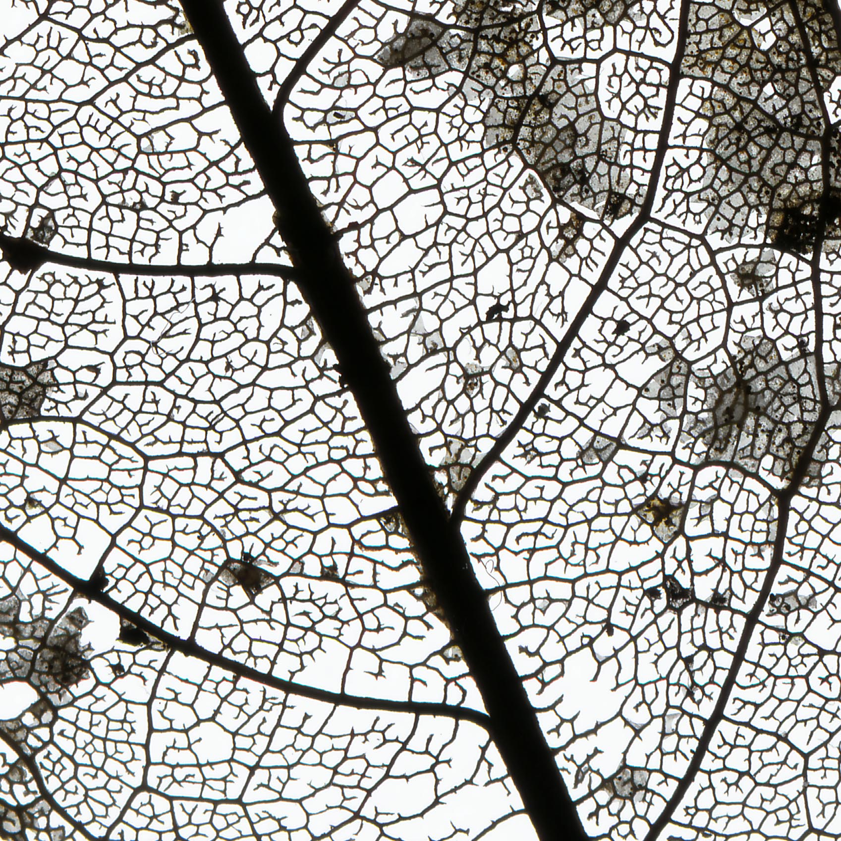 Leaf Scan | Darkhalide Photography